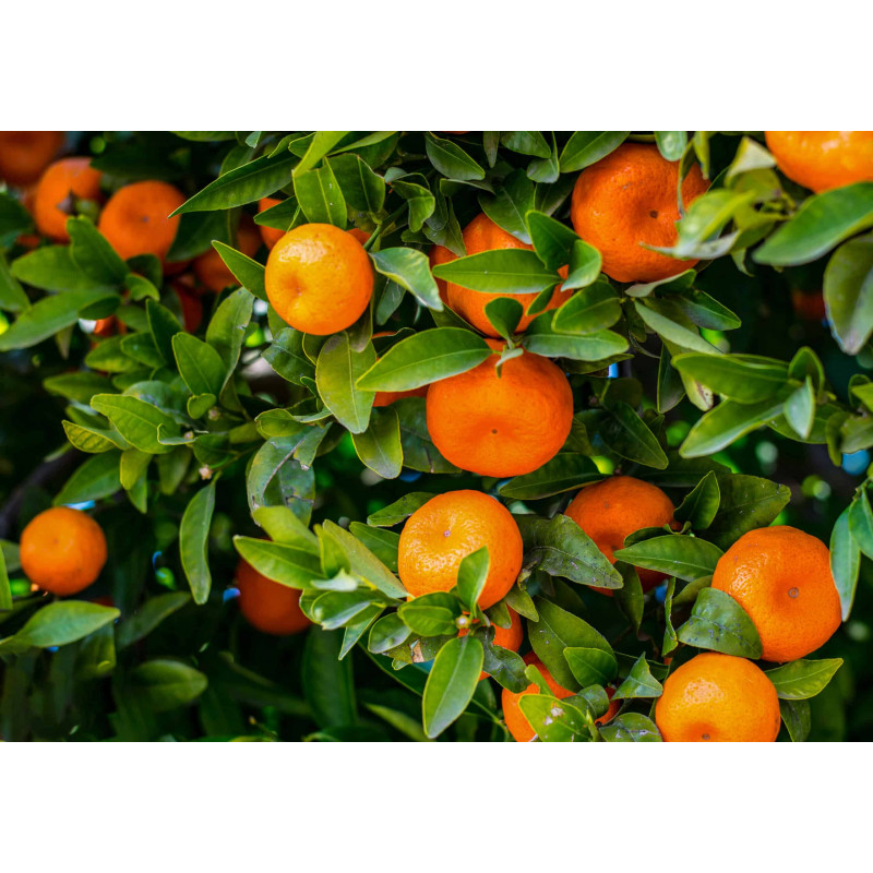 Mandarínka (Citrus reticulata)