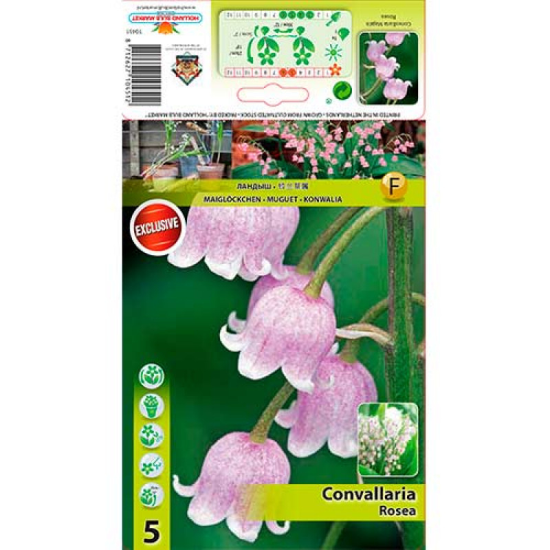 Konvalinka (Convallaria Majalis) ružová